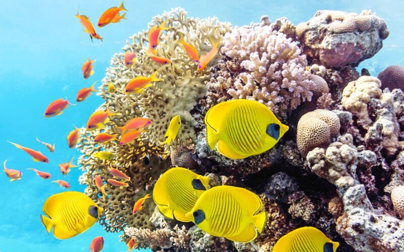 Sahl Hasheesh | Ferie Egypt | Apollo Reiser